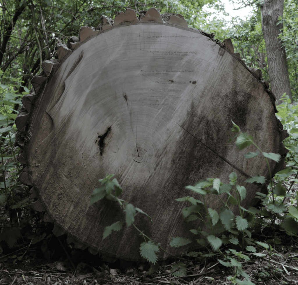 Michele Allen - Aesthetica Art Prize